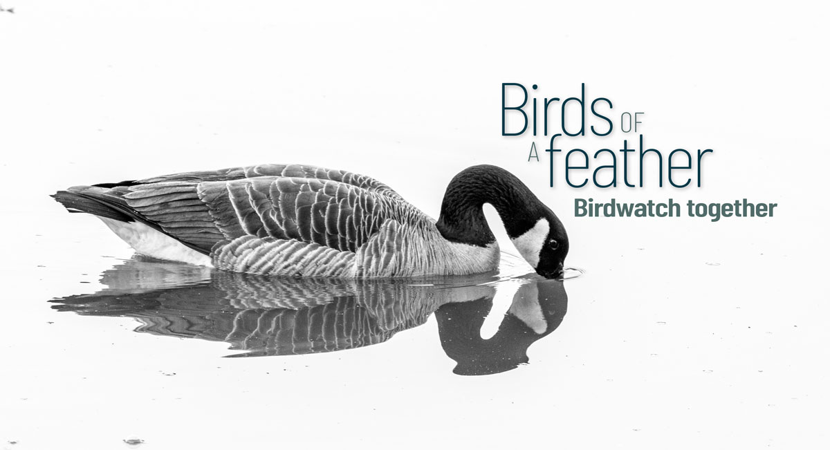 Birds of a feather birdwatch together – Illinois Country Living Magazine