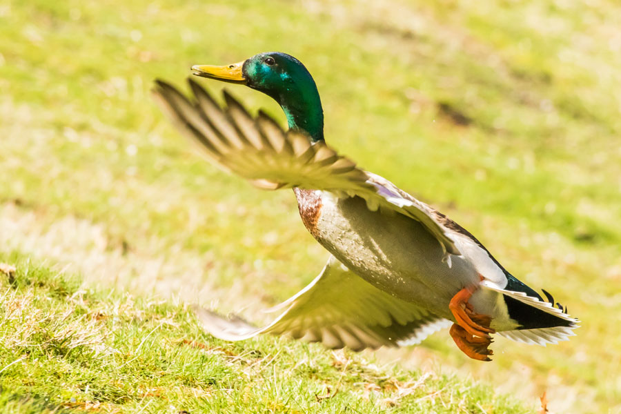 Waterfowl blind drawing update – Illinois Country Living Magazine