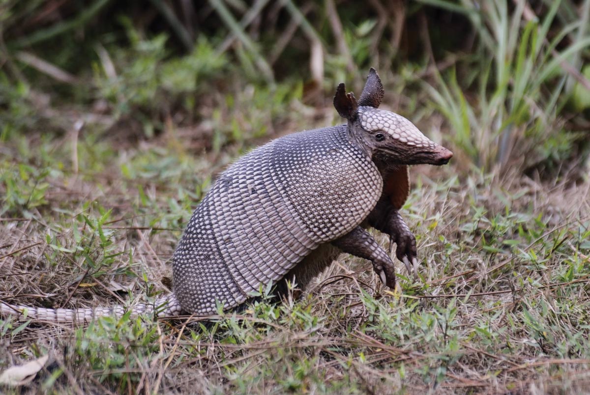 Little armored ones – Illinois Country Living Magazine