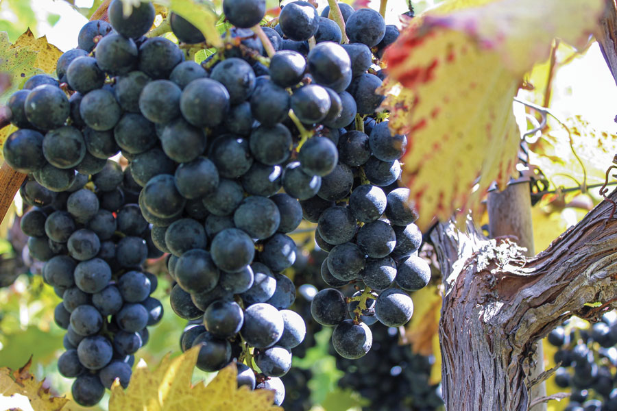 From Vine to Wine – Illinois Country Living Magazine