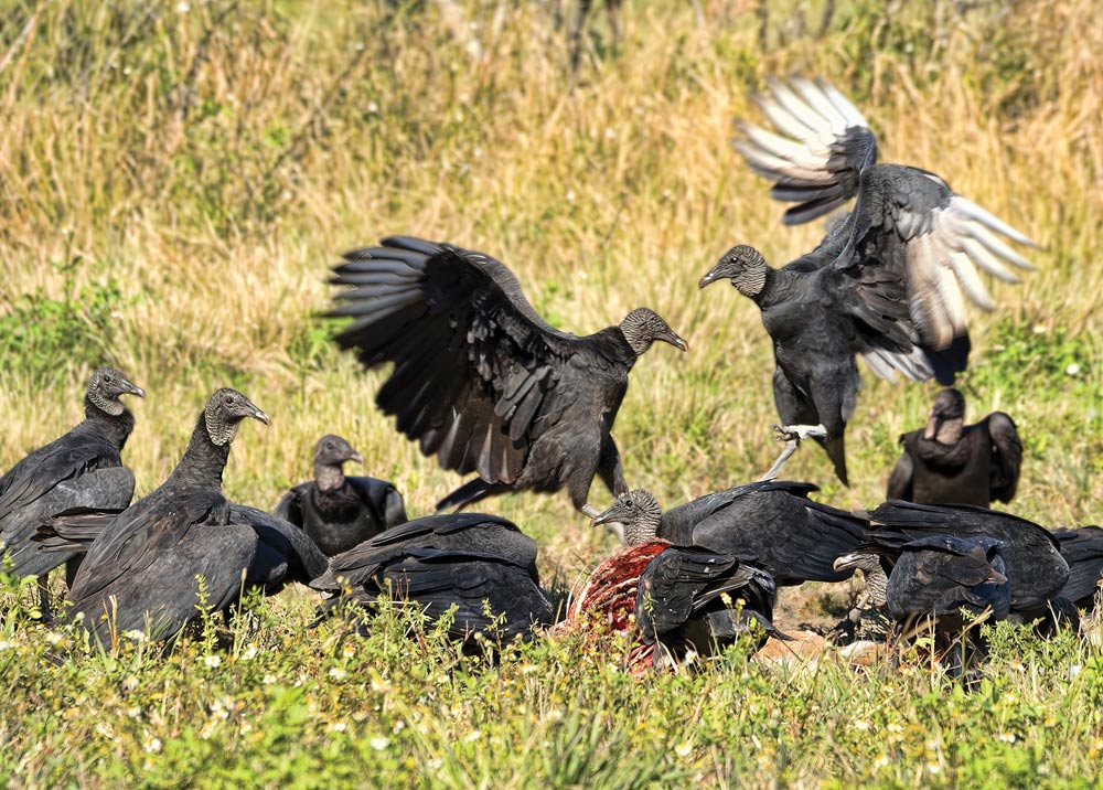 The turkey vulture’s vicious cousin – Illinois Country Living Magazine