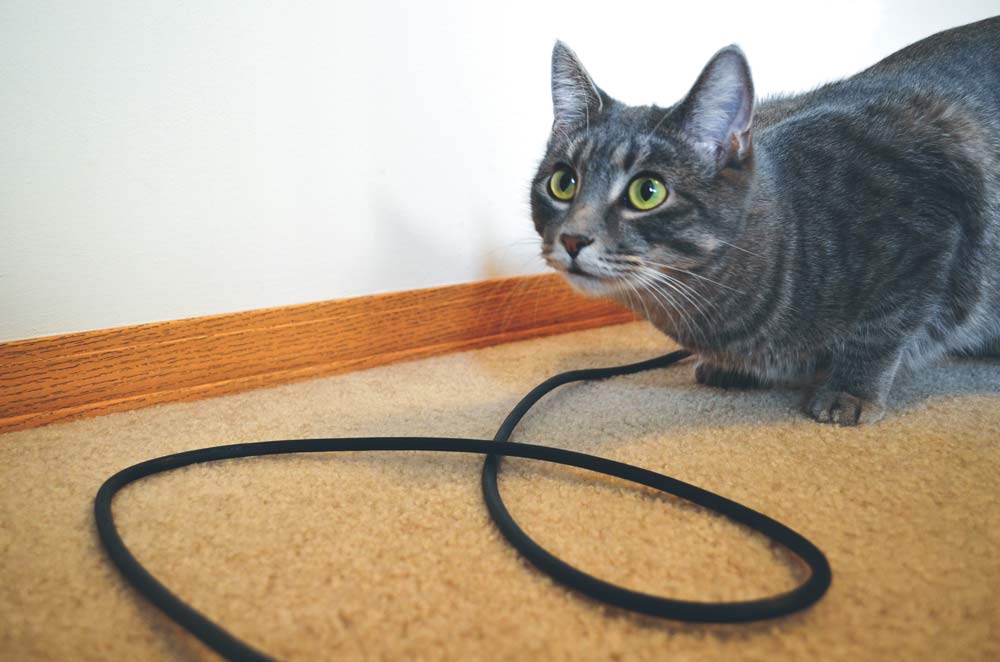 Paws and plugs – Illinois Country Living Magazine