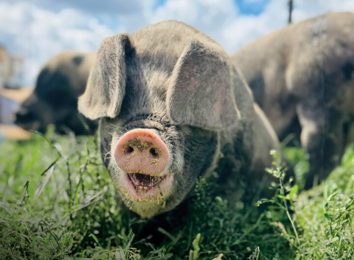 Raising Heritage Breeds – Illinois Country Living Magazine